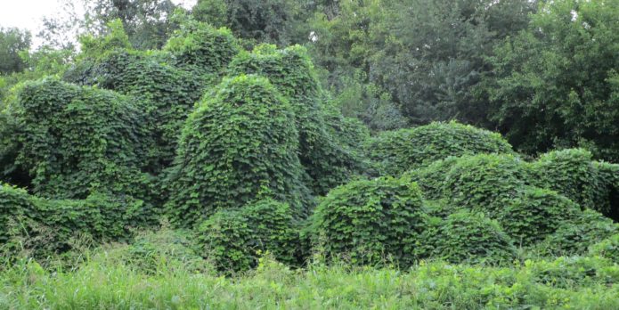 When Stephen King Turned into a Plant -The Old Villain Kudzu ...