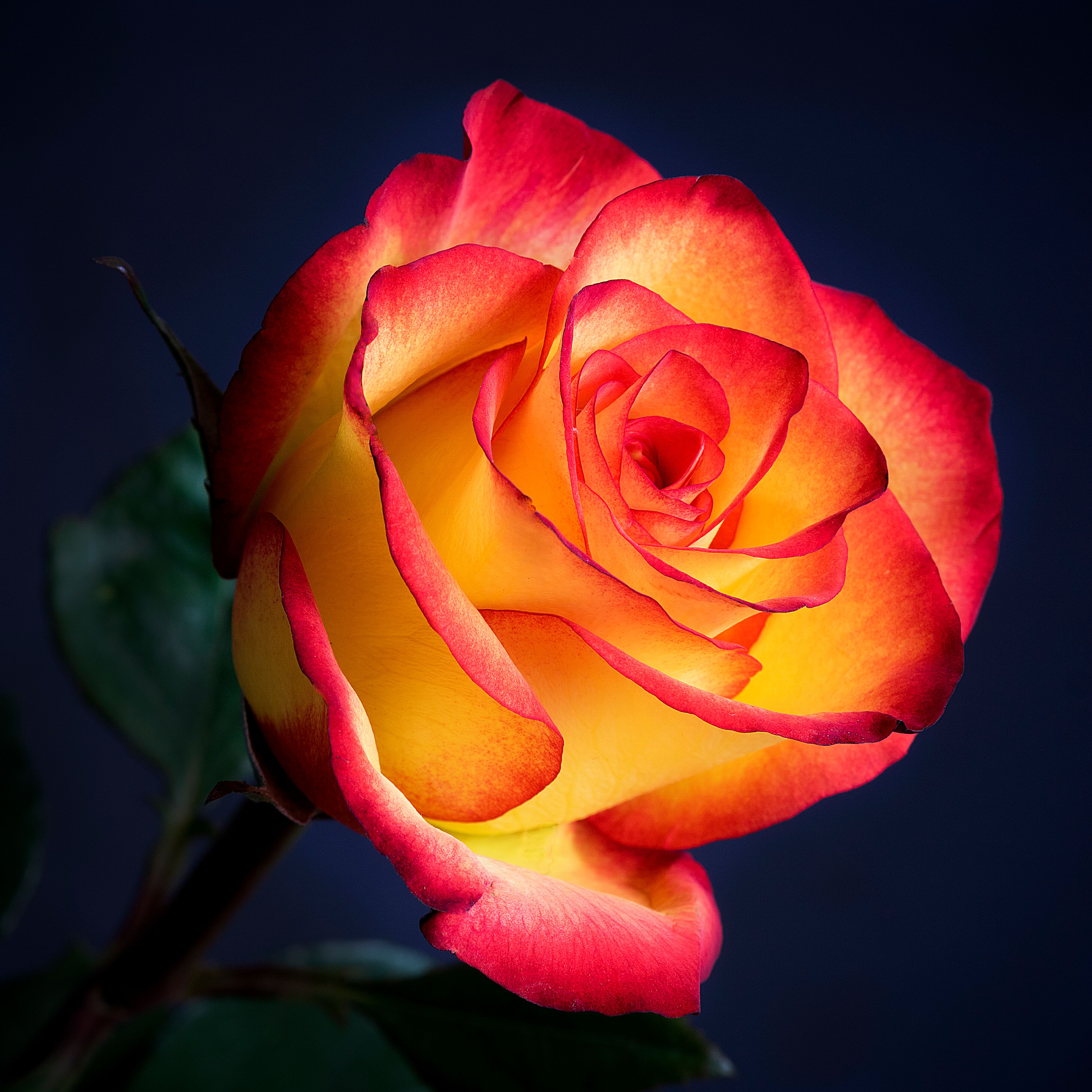 Trent Eades Gallery – Appalachia Bare