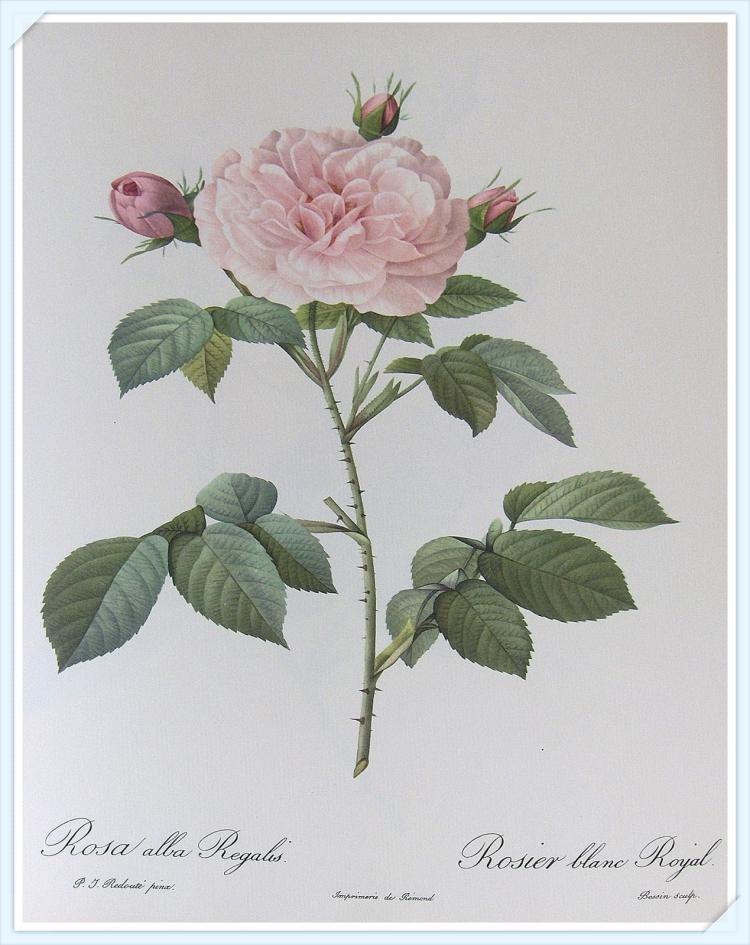 Soaring Down in Maiden’s Blush - Appalachia Bare