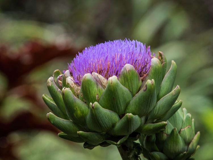 Arboretum Prowl – A Jim Clark Gallery - Appalachia Bare