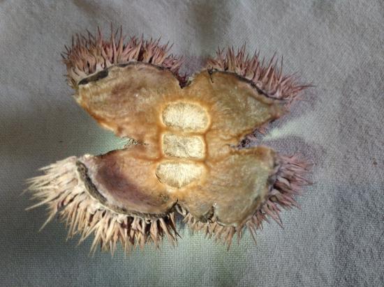 American Chestnut - Appalachia Bare