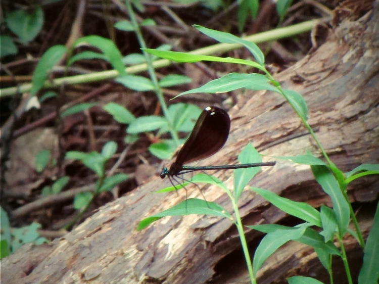 A Living Mountain Wonderland - Appalachia Bare