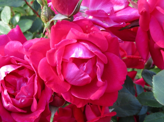 Trailblazing and Tenacious – The Extraordinary Tanners Part 3 ...