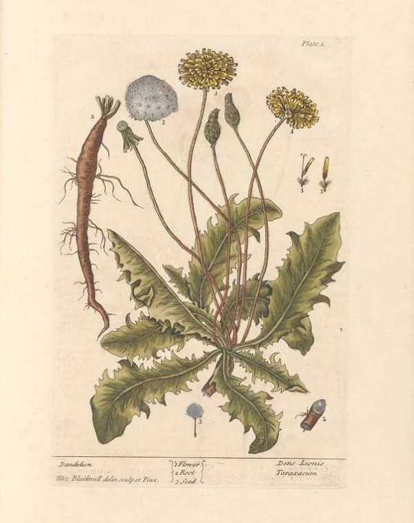 Dandelion: “The Little Plant That Roars” - Appalachia Bare