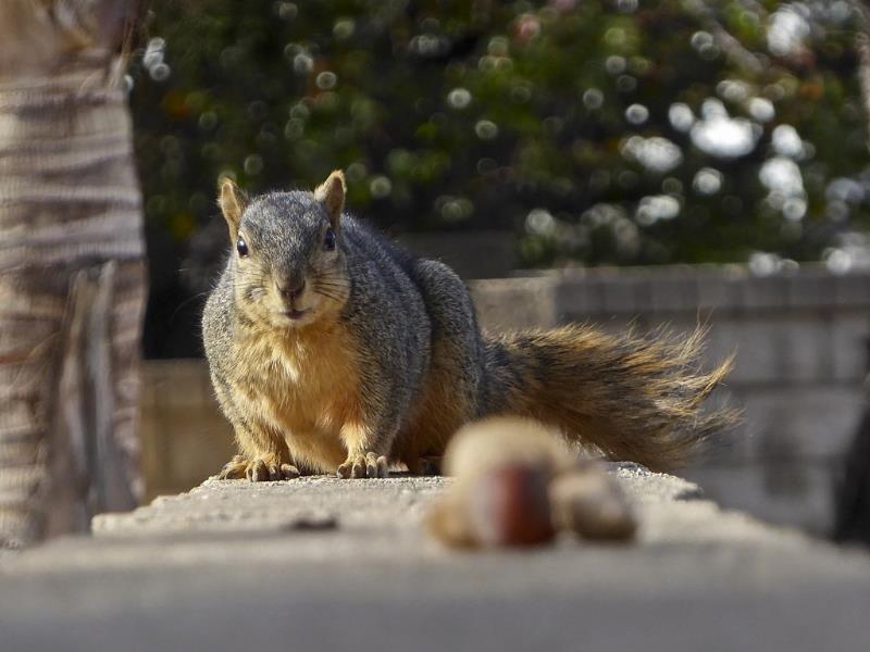 The Eastern Grey Squirrel - Appalachia Bare