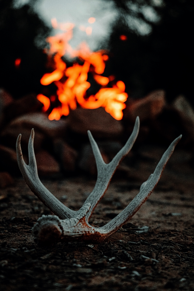 Senseless - Appalachia Bare