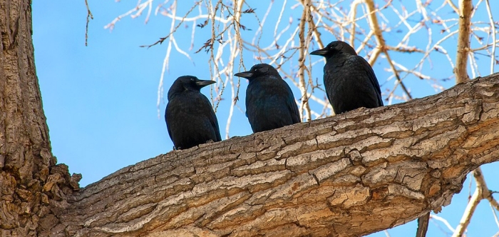The American Crow - Appalachia Bare