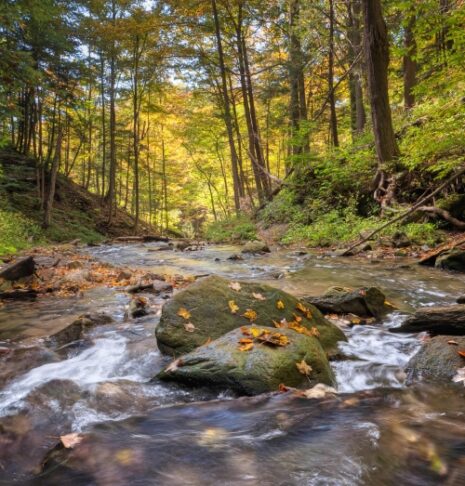 Going to Water - Appalachia Bare